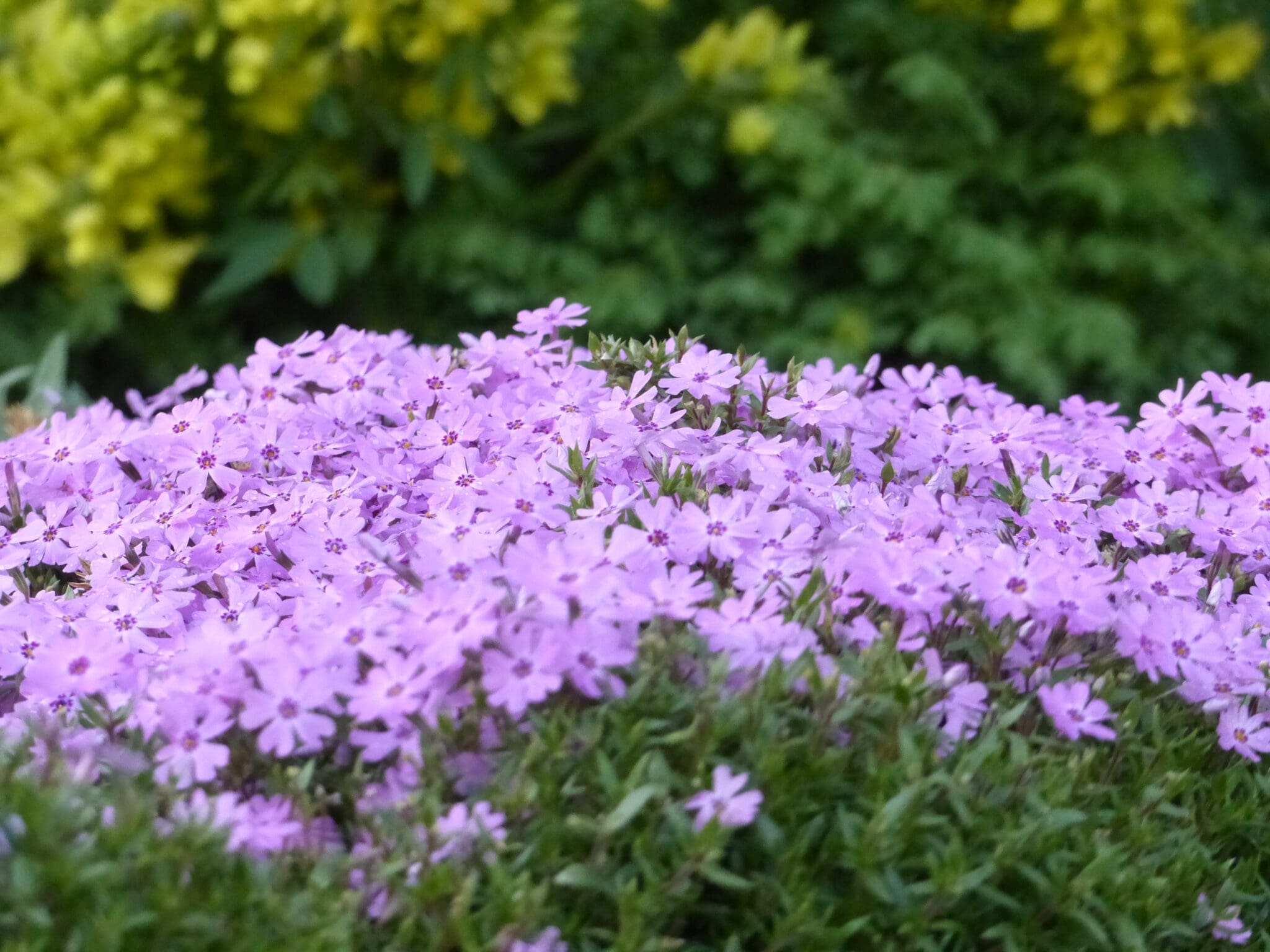 Landscape Design North Shore: Planning Next Year’s Garden
